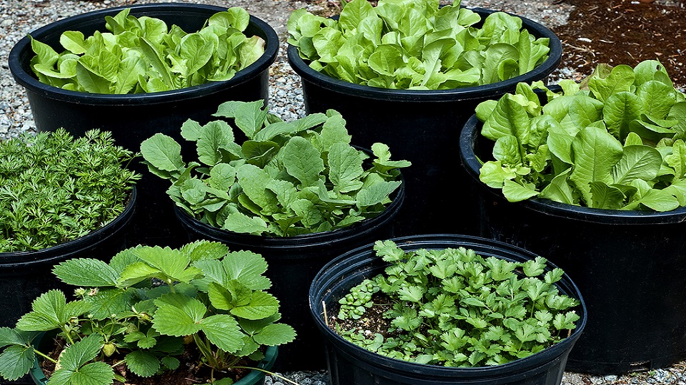 Salad Growing Vegetables In Container