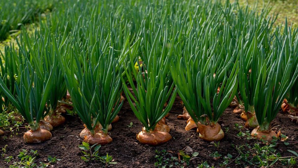 Growing Onions – Agrihortico
